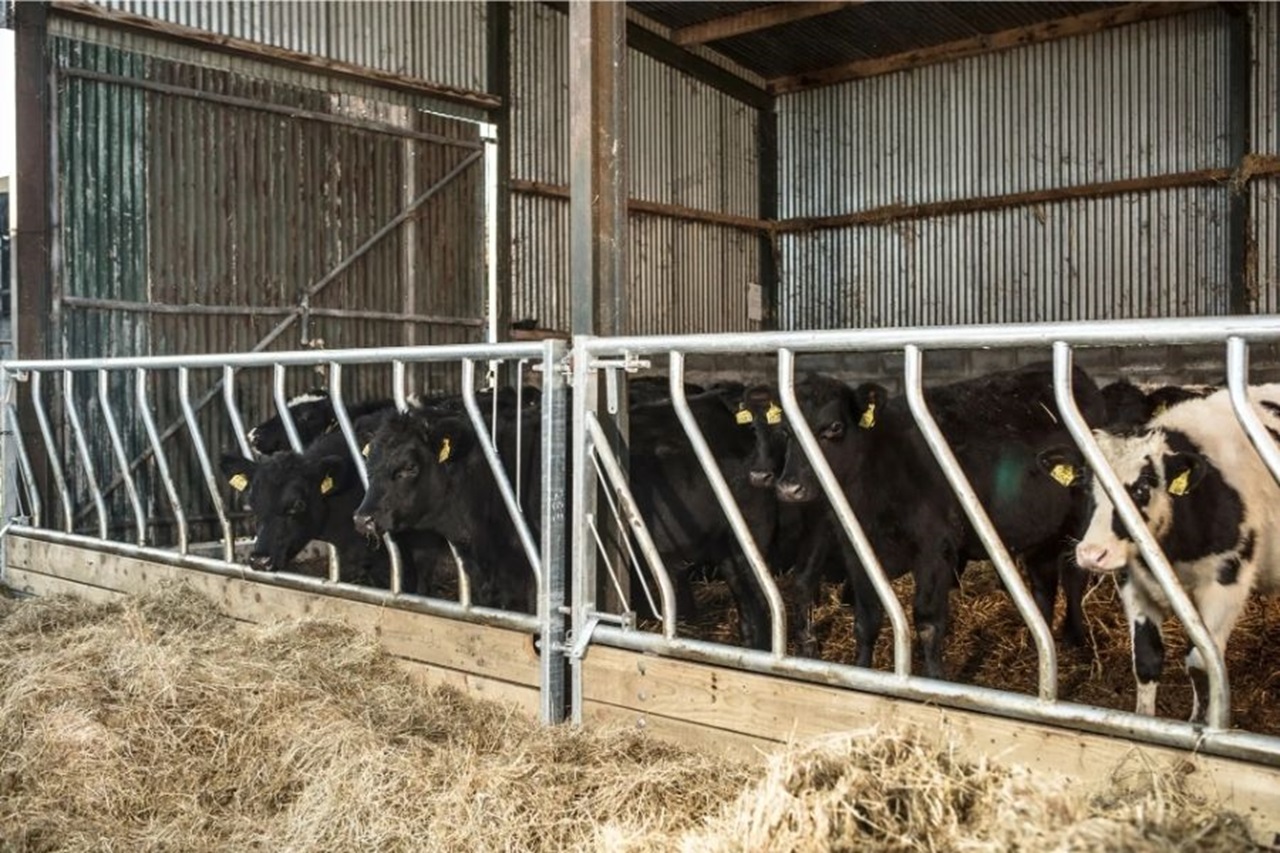 Efficient LPG Hot Water for Farms | Calor Gas